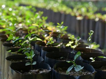 JFH Horticultural Supplies Ltd. Pots